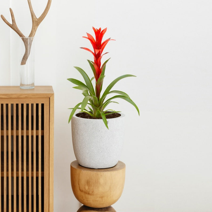 Scarlet Star | flower bouquets that are affordable with free delivery ...